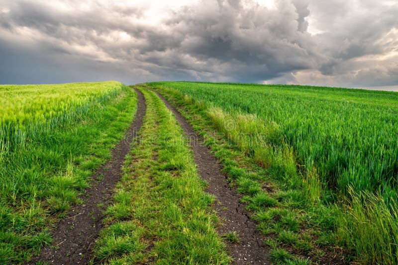 Rural Path through Green Fields Stock Photo - Image of dirt, scene ...