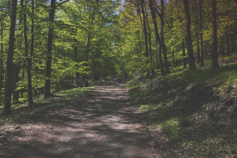 Rural Path in Green Trees in Spring Forest Stock Image - Image of ...