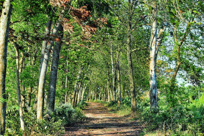 A Rural Path through a Green Wood Stock Image - Image of sunlight ...