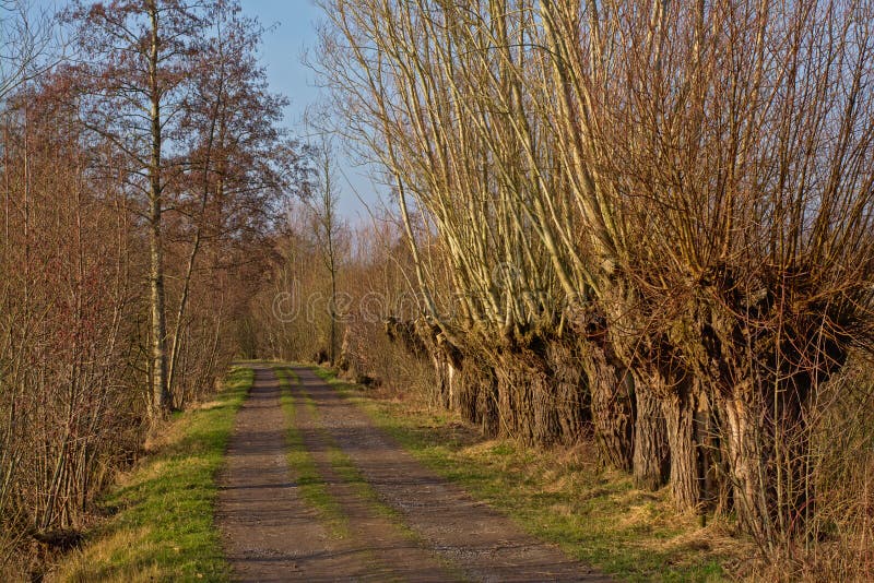 Rural Path with Pollarded Willows on the Side Stock Image - Image of ...