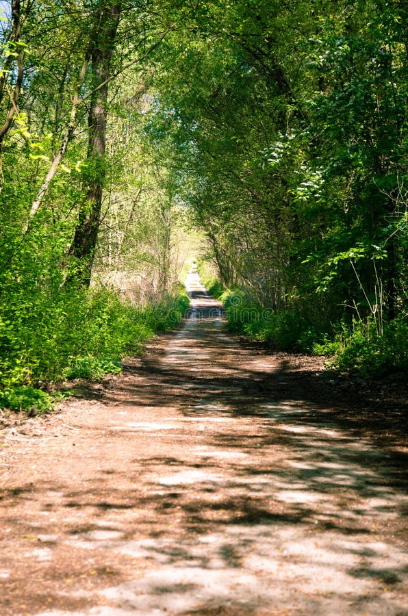 Rural Path and Spring Trees Stock Photo - Image of environment, forest ...
