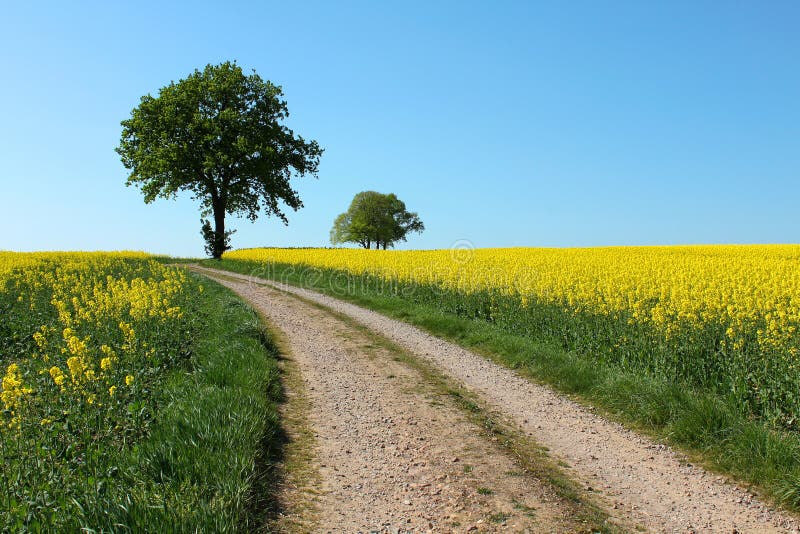 Rural Path Tree Yellow Oilseed Canola Field a Stock Photo - Image of ...