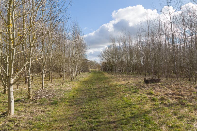 Rural Path with Trees Either Side Stock Image - Image of common, grass ...