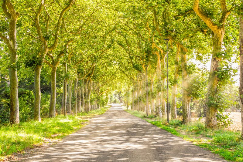 Rural Path with Trees and Light Rays Stock Image - Image of branch ...