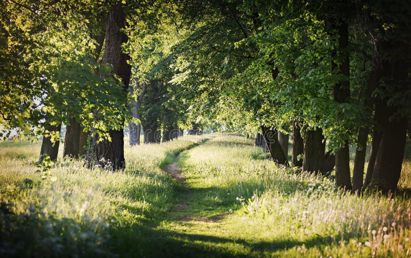 Rural path among the trees stock image. Image of light - 72801461