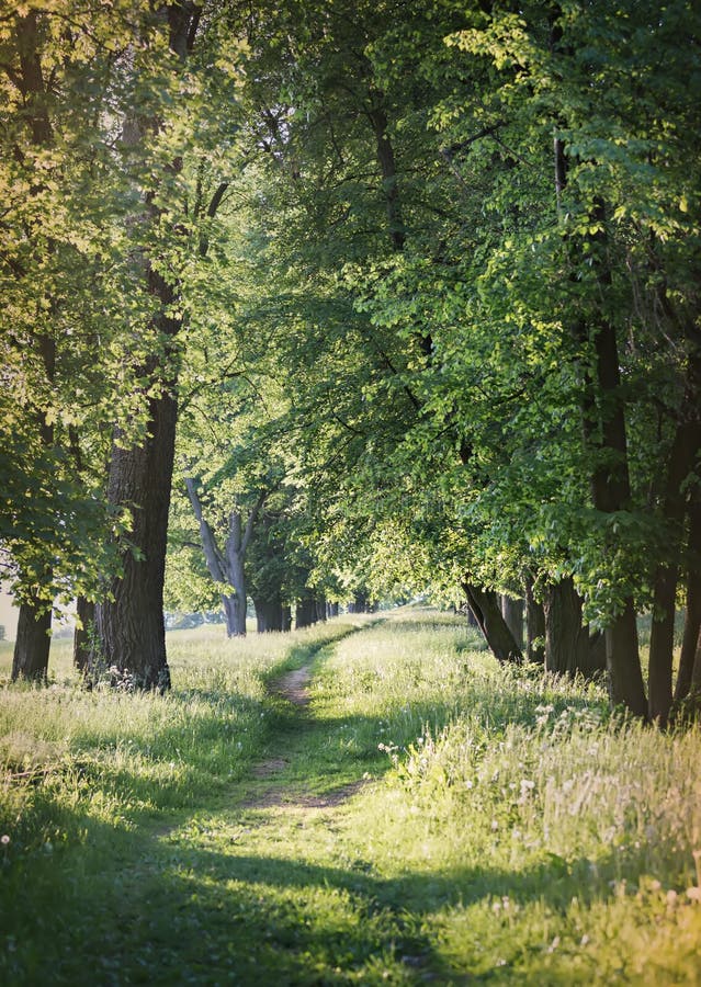 Rural path among the trees stock photo. Image of summertime - 72802324