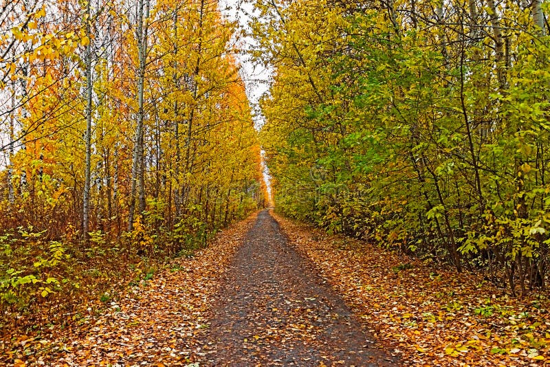 Rural Path in the Yellow Autumn Forest Stock Photo - Image of forest ...