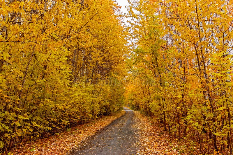 Rural Path in the Yellow Autumn Forest Stock Photo - Image of yellow ...