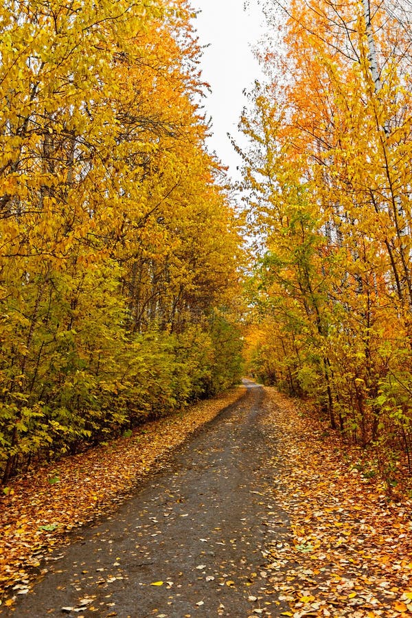 Rural Path in the Yellow Autumn Forest Stock Image - Image of tree ...
