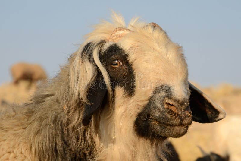 171 Iran Sheep Stock Photos - Free & Royalty-Free Stock Photos from ...