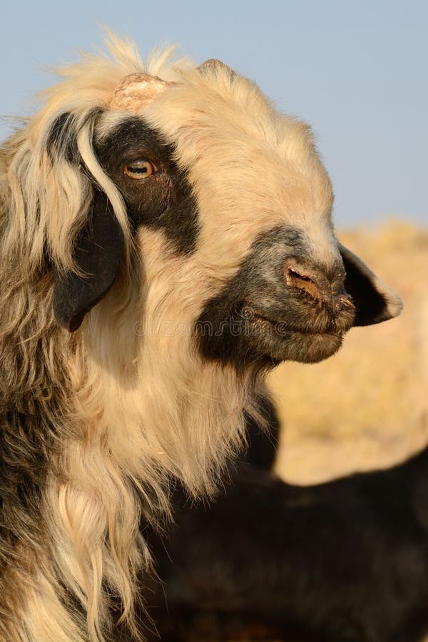 Sheep, Iran stock image. Image of qashqai, pastoralist - 132329479
