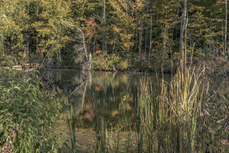 Rural pond. stock photo. Image of woodland, nature, trees - 102708786