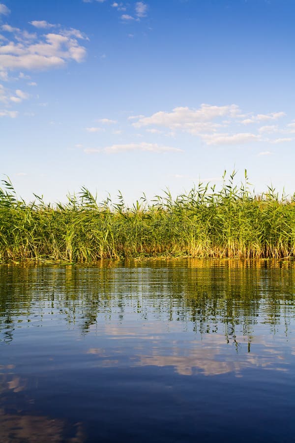 Rural pond tranquil scene stock image. Image of country - 20945191