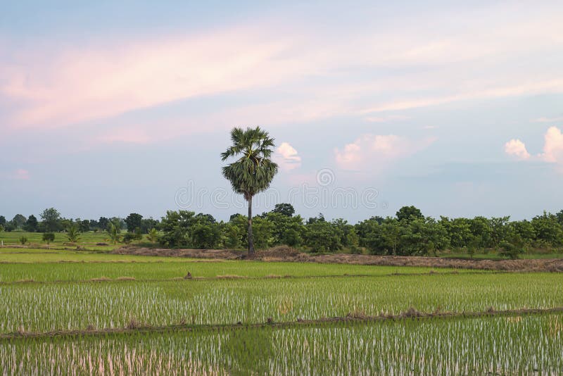 Rural Rice Fields, a Mix of Rice and Other Crops Stock Image - Image of ...