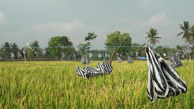 Rural Rice Fields with Plastic Bags Hanging Stock Footage - Video of ...