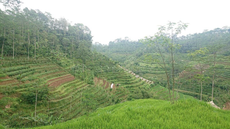 The Rural Rice Fields are Still Very Beautiful and Have Cool Air Stock ...