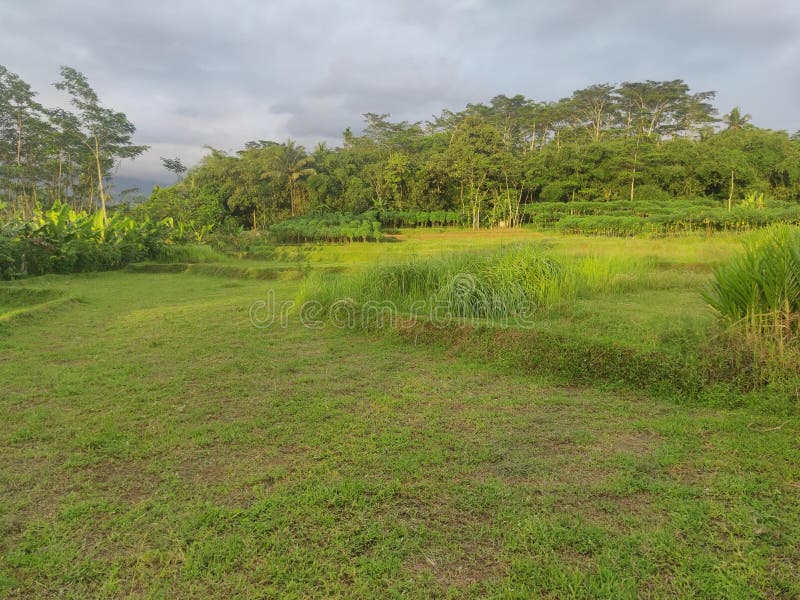 Rural Rice Fields that are Still Visible Stock Photo - Image of visible ...