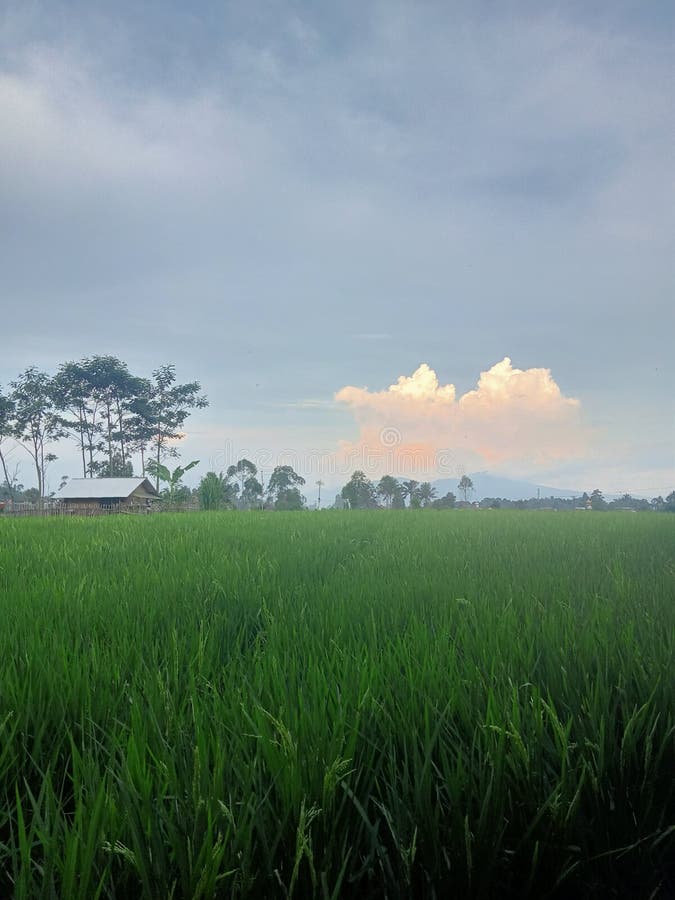 Rural rice fields to dusk stock photo. Image of plant - 222634262