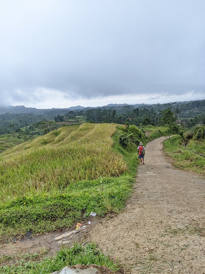 Rural rice fields stock image. Image of fields, village - 275071289