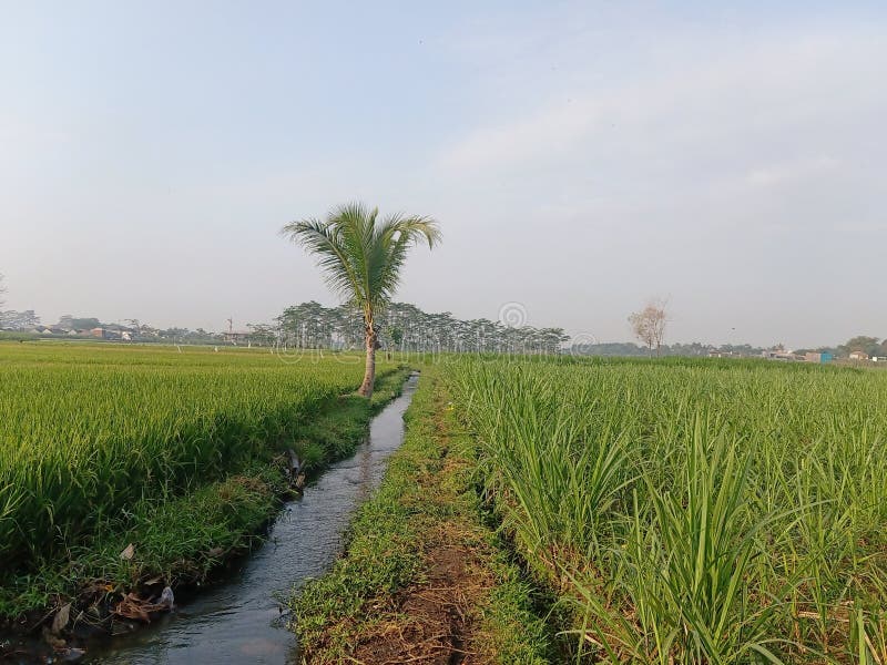 Rural Ricefield Paddy Leaves Morning View Small River Stock Image ...