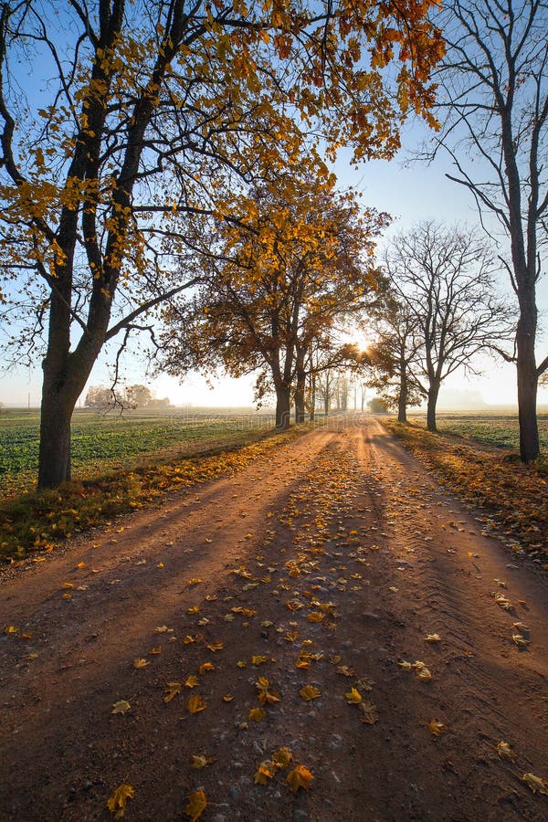 Rural road in autumn. stock image. Image of tree, scenic - 28530641