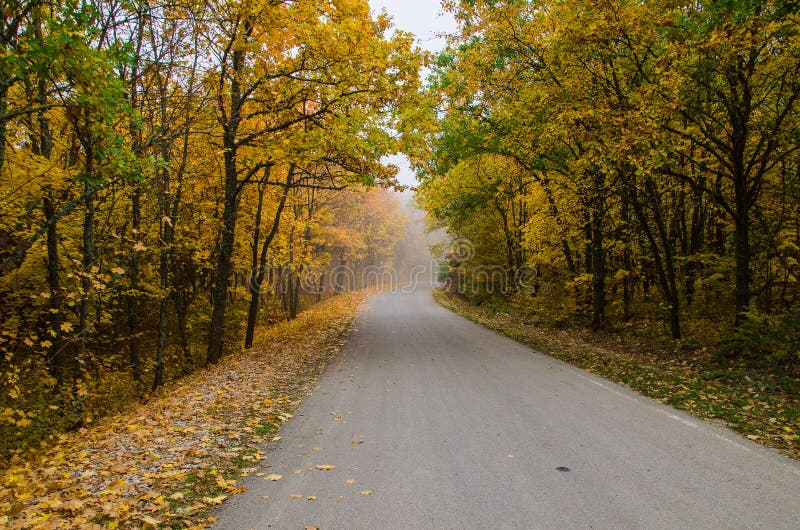 Rural Road in Autumn Forest Stock Image - Image of autumn, perspective ...