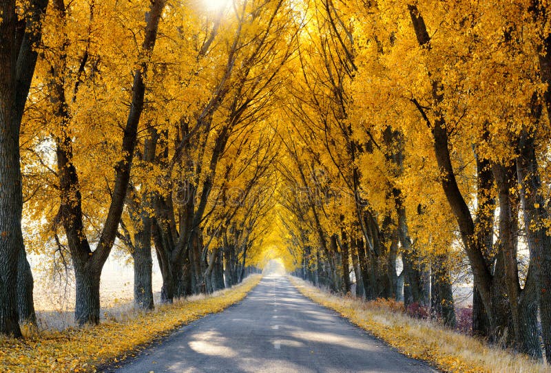 Rural road at autumn stock photo. Image of bright, season - 92114862