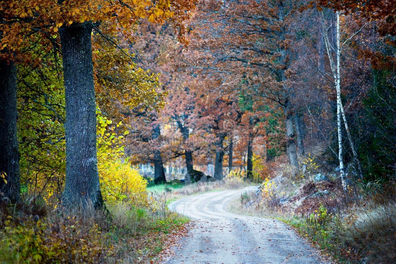 Rural road in autumn stock image. Image of countryside - 61432111