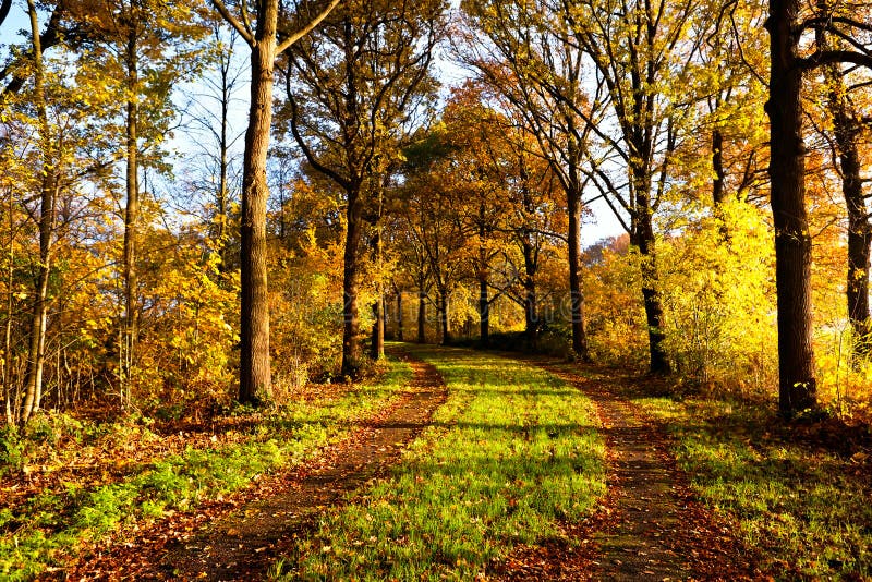 Rural Road between Autumn Trees Stock Image - Image of leaf, ground ...