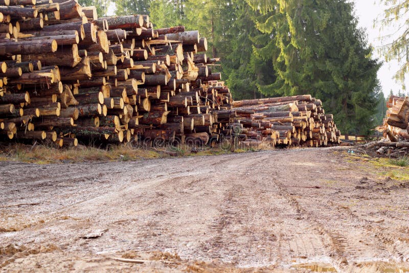 Rural Road with Bunch of Felled Trees Stock Photo - Image of outdoors ...
