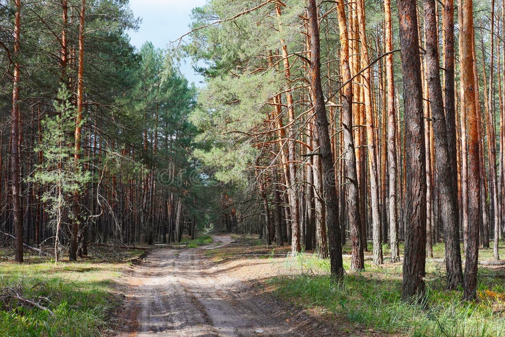 Rural Road in Coniferous Forest Thicket Stock Image - Image of empty ...