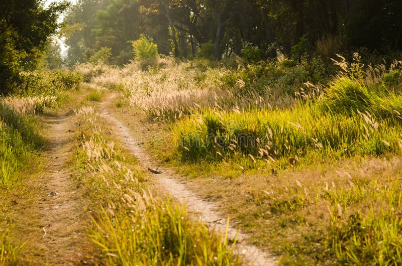 Rural road in the evening stock photo. Image of farmland - 28006168