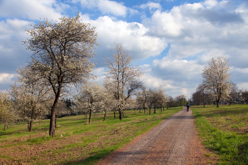Rural Road and Flowering Trees, Springtime View Stock Photo - Image of ...