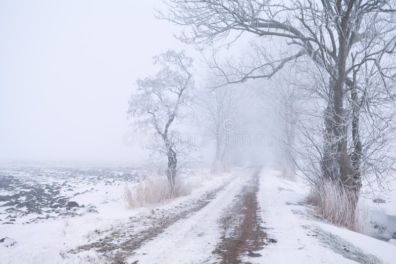 Rural road in fog and snow stock image. Image of cold - 29156715
