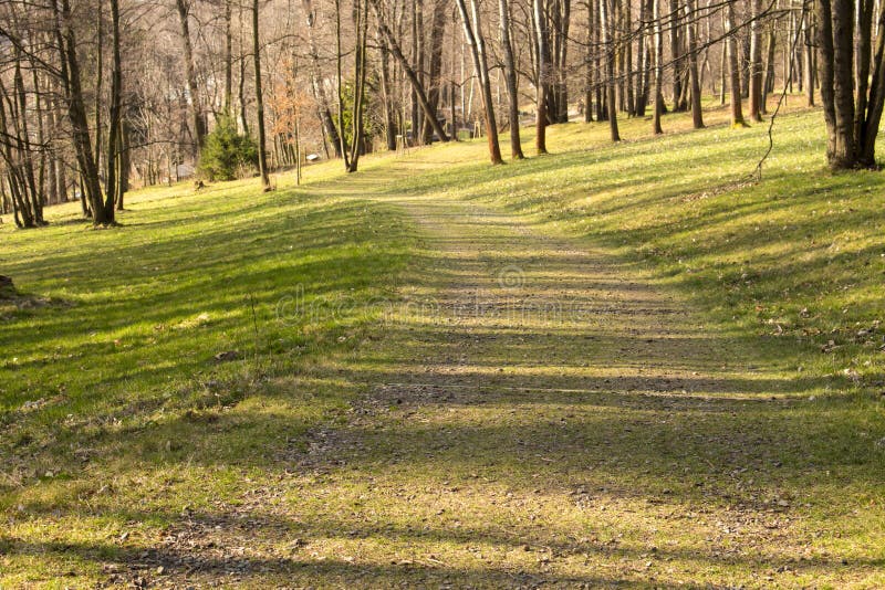 Rural road into the forest stock image. Image of public - 39262613