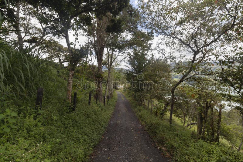 Rural Road Forest Path with High Branched Trees at Both Sides Stock ...