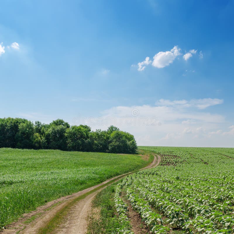 Rural road in green fields stock image. Image of green - 27314277
