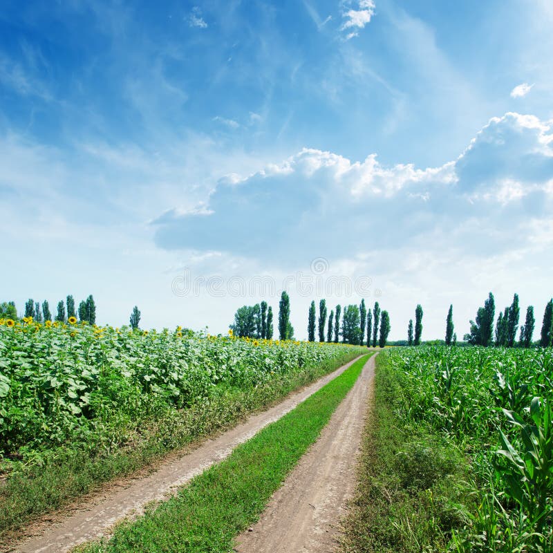 Rural Road in Green Fields and Blue Sky Stock Image - Image of ...