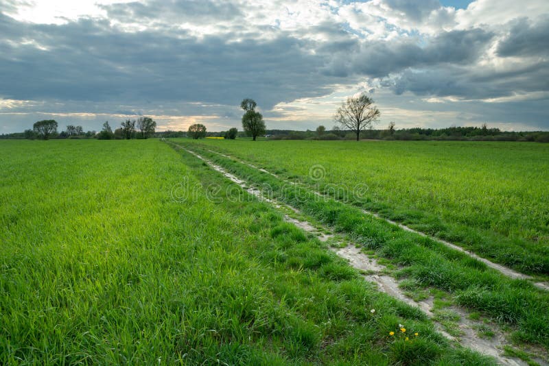 Rural Road through Green Fields and Dark Evening Clouds Stock Image ...