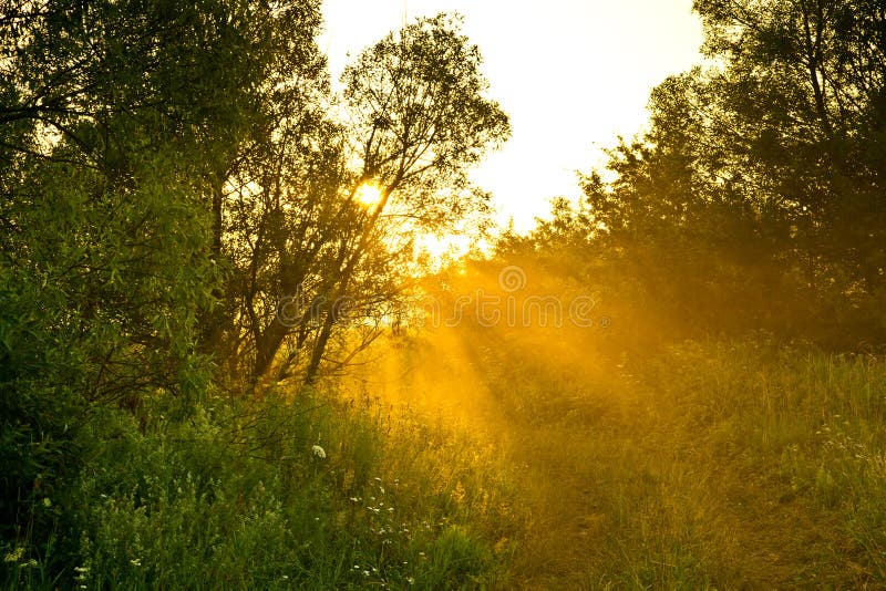 Rural road in the morning stock image. Image of scene - 25815547
