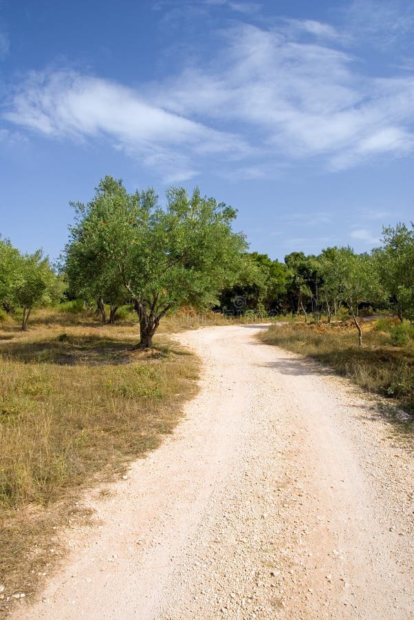 Rural road and olive tree stock photo. Image of environmental - 7435276