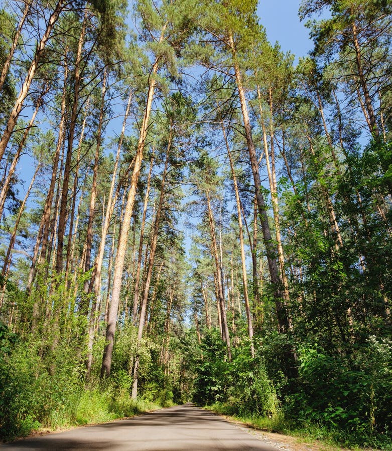 Rural Road and a Pine Forest Stock Photo - Image of endless ...