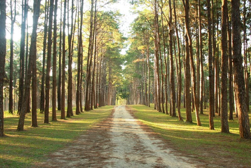 Rural road with pine trees stock image. Image of tree - 44485299
