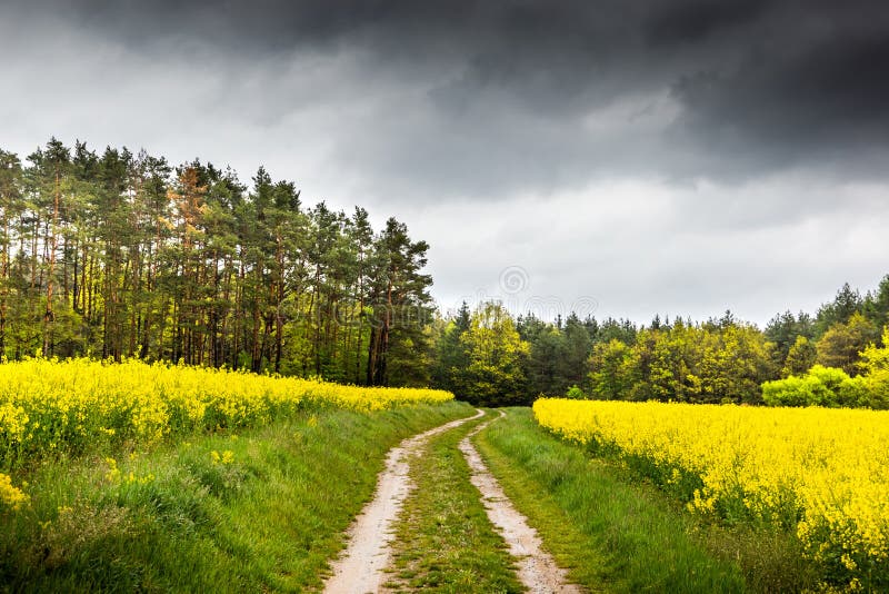 Rural Road and Sky with the Cloud of the Rainstorm Over the Colza Field ...