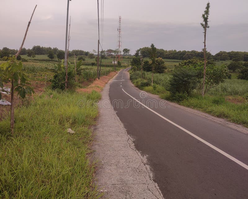 Rural Road that Stretches between Rice Fields Stock Image - Image of ...