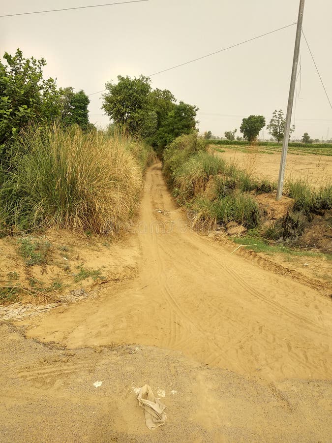 A Rural Road Sided with Trees Stock Photo - Image of cost, loving ...
