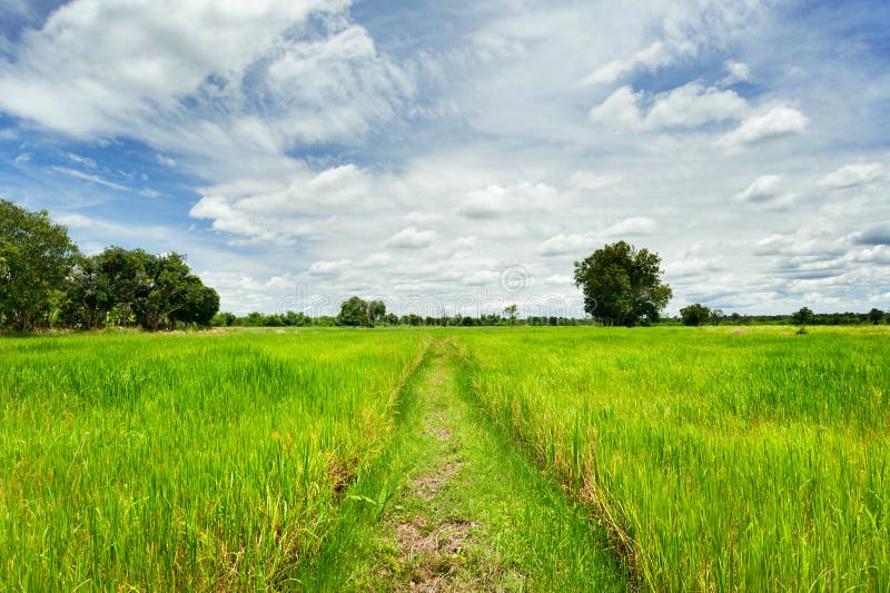 Rural road to paddy stock image. Image of paddy, bright - 22256283