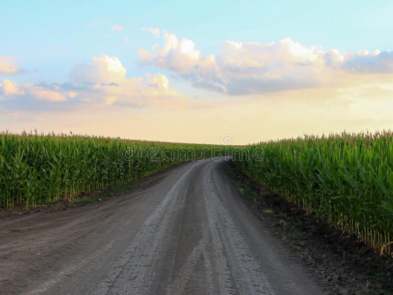 Rural Road is Turning through Corn Fields Stock Image - Image of ...