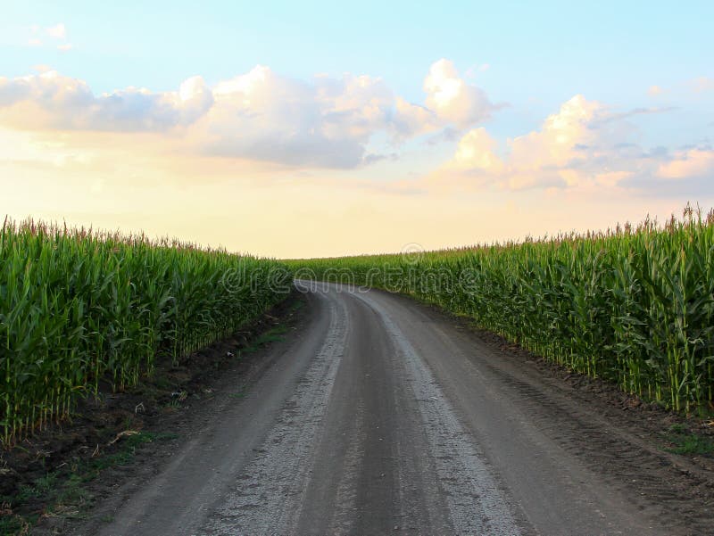 Rural Road is Turning through Corn Fields Stock Image - Image of corn ...