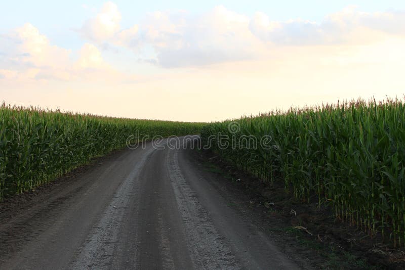 Rural Road is Turning through Corn Fields Stock Photo - Image of ...